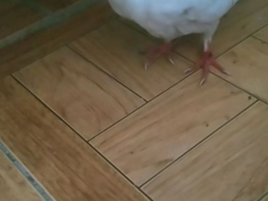 Голубь белый отдам