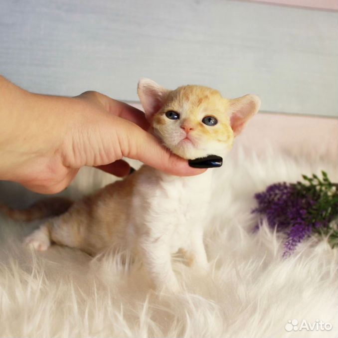 Классные мишутки мальчики