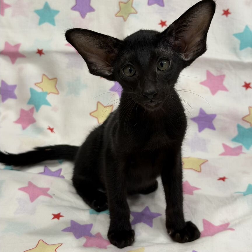 Ориентальный котёнок