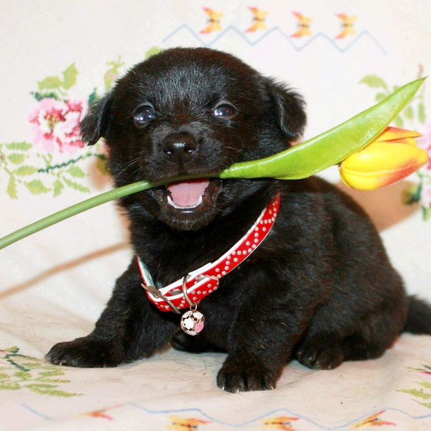 Отдам в добрые руки щенков от маленькой собачки