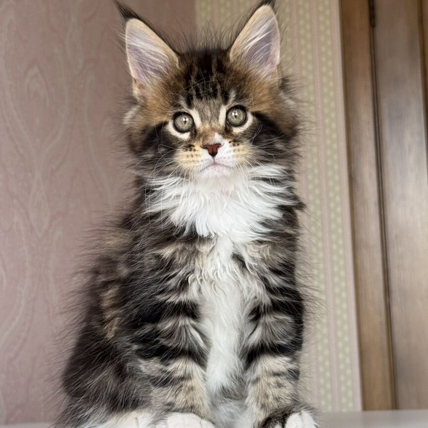 Котята Американского классического мейн-куна