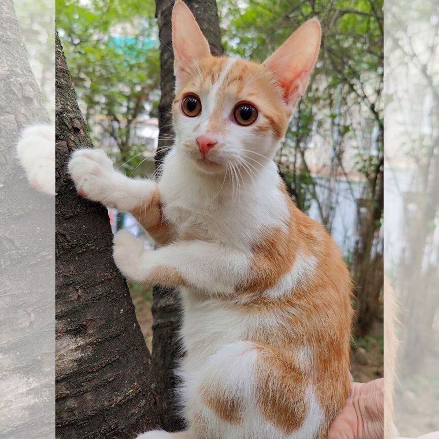 Нежный котик Лимончик ищет дом