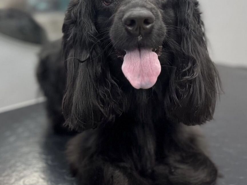 Ищем жениха