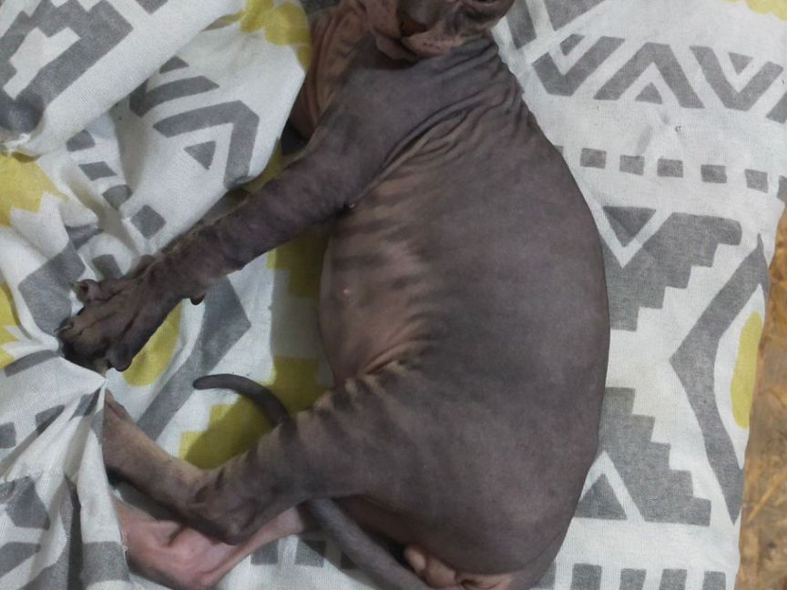 Донской сфинкс котята