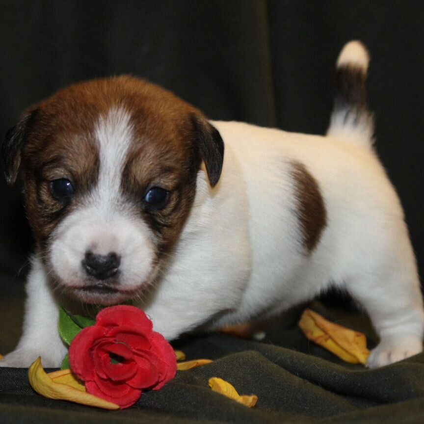 Очаровательная Мия джек