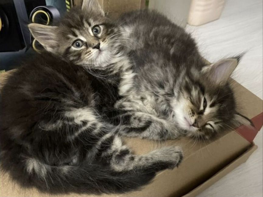 Котята рысята