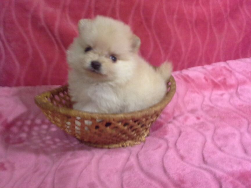 Кремовый малыш