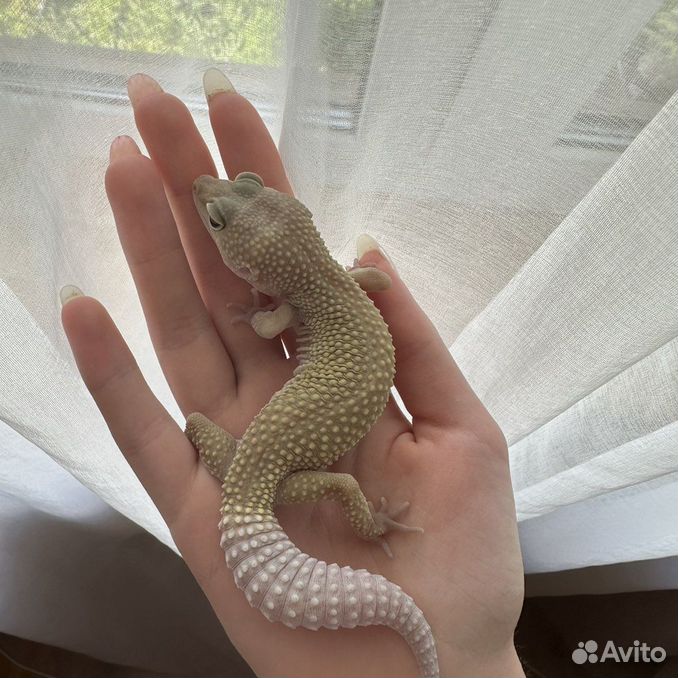Эублефар Patternless
