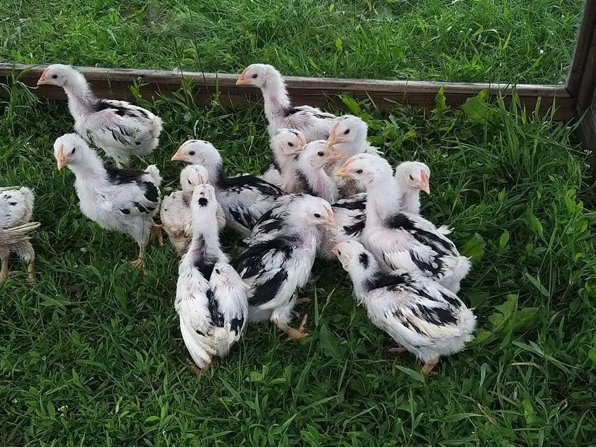 Пита Пинта Астуриана редкая порода кур Испания