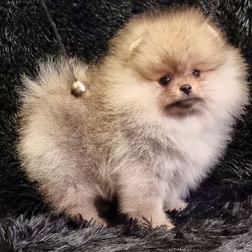 Померанский шпиц, щенок