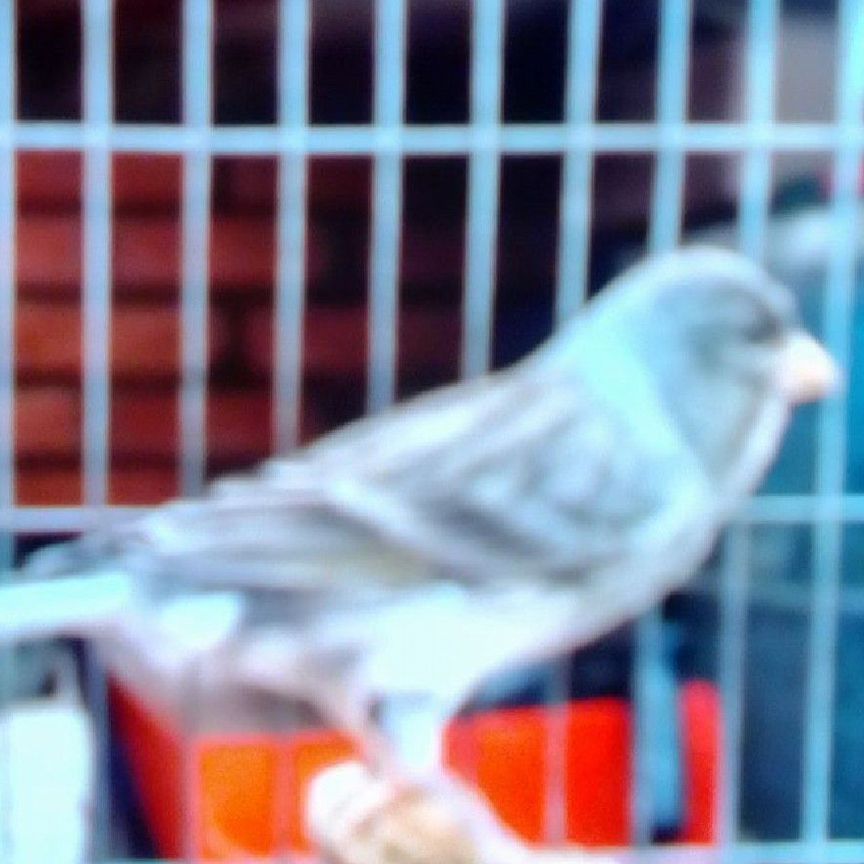 Кенара и канарейки