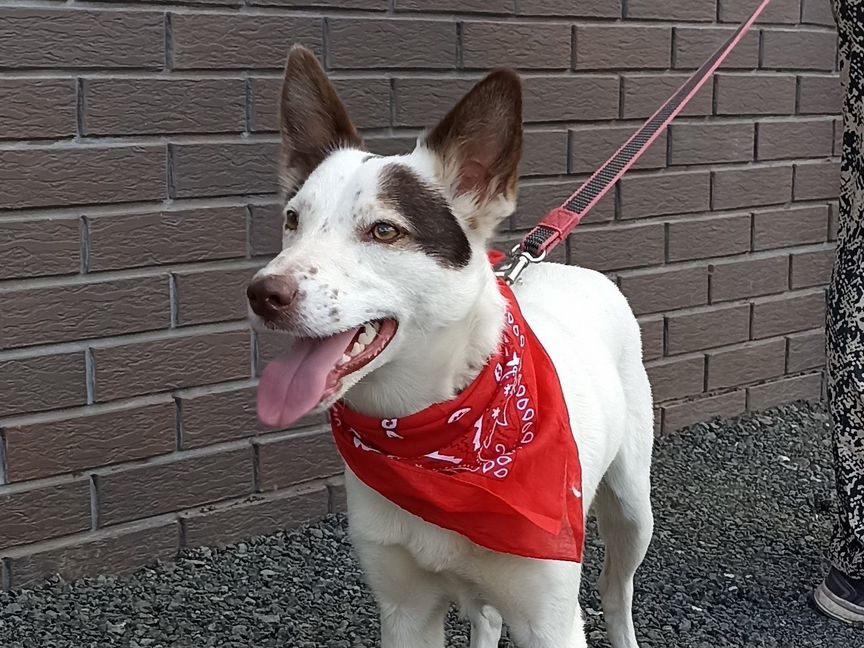 Небольшая собачка в квартиру