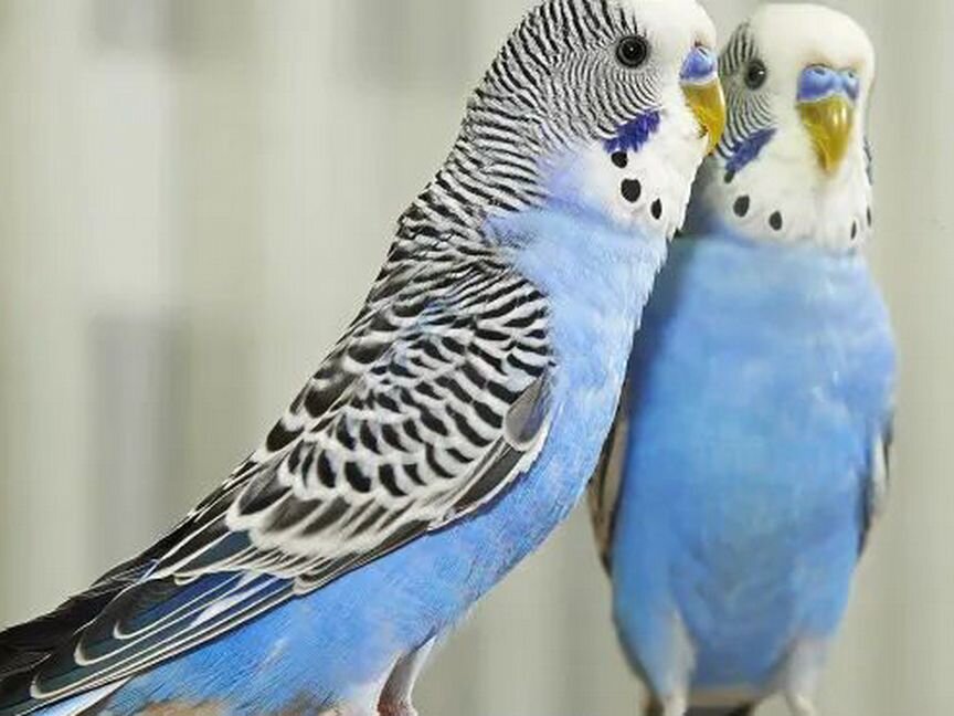 Волнистые попугаи