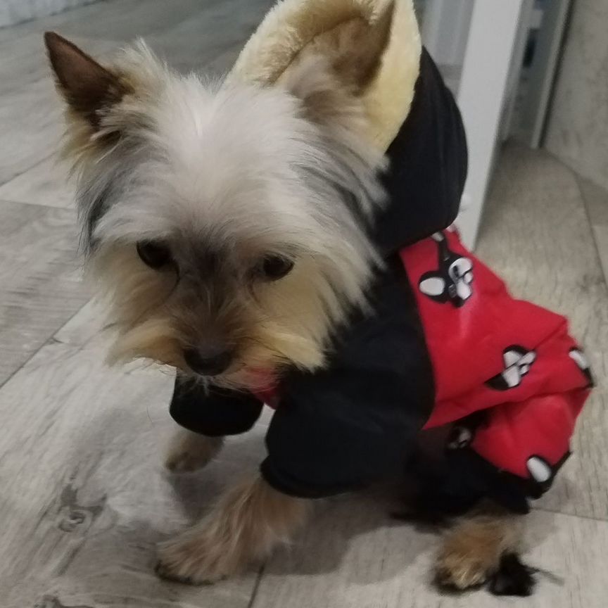 Йоркширский терьер