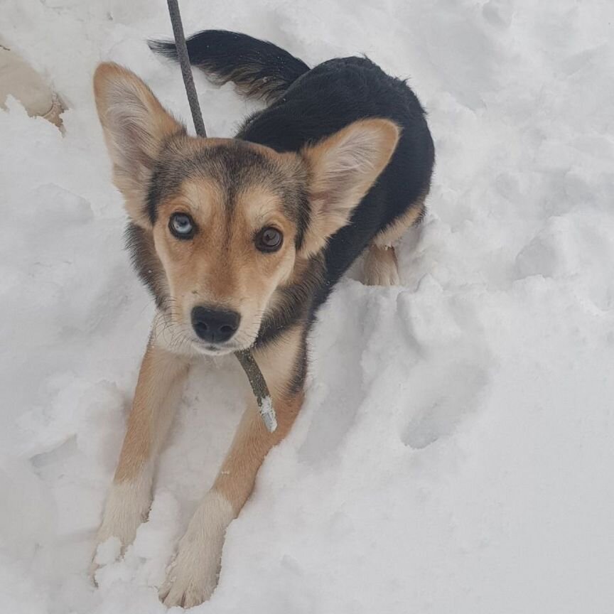 Собака в добрые руки отдам бесплатно