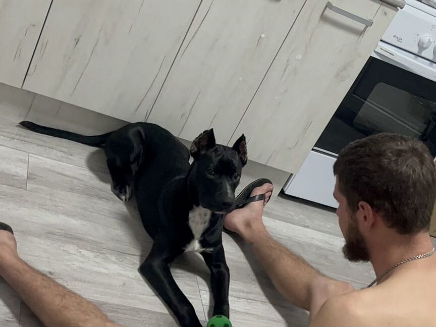 Питбуль 7 месяцев