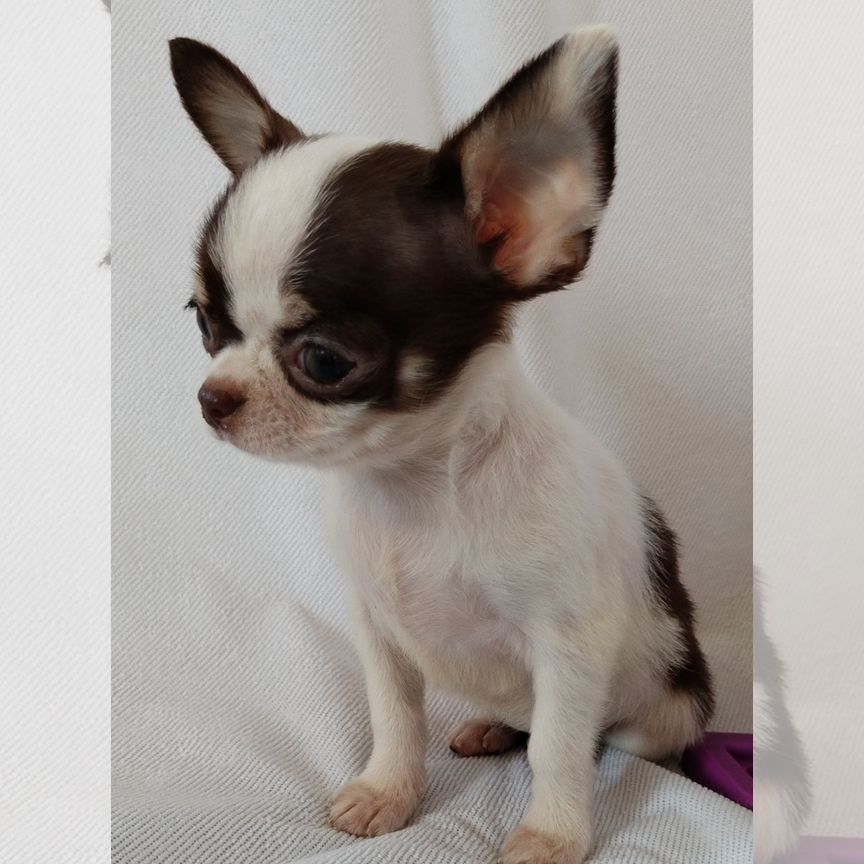 Чихуахуа, щенок