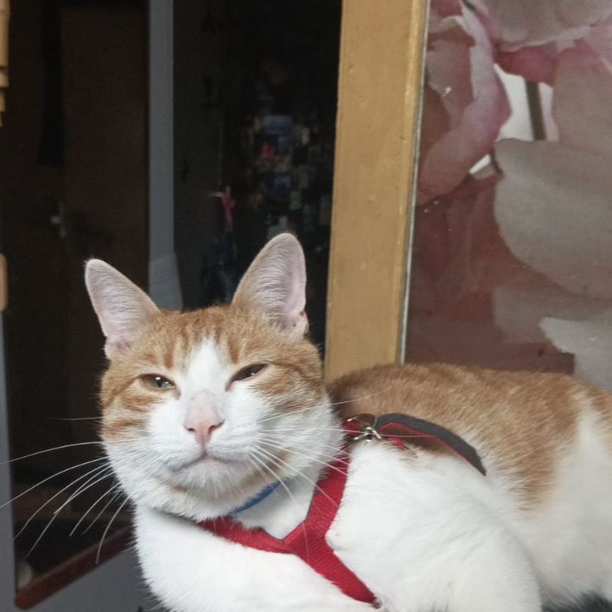 Кот в дар