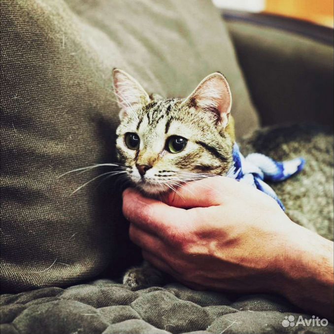 Нежный скромный котик