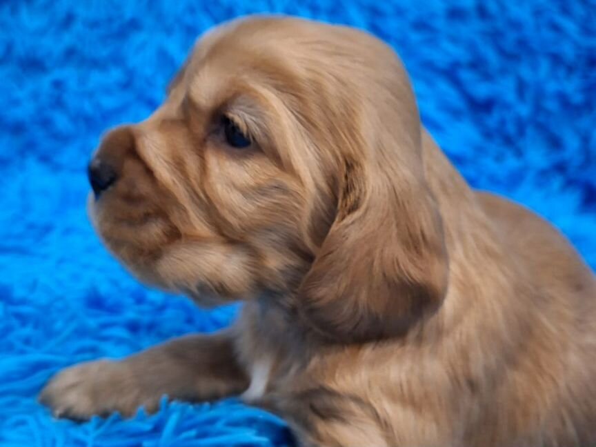 Щенок кокер спаниеля