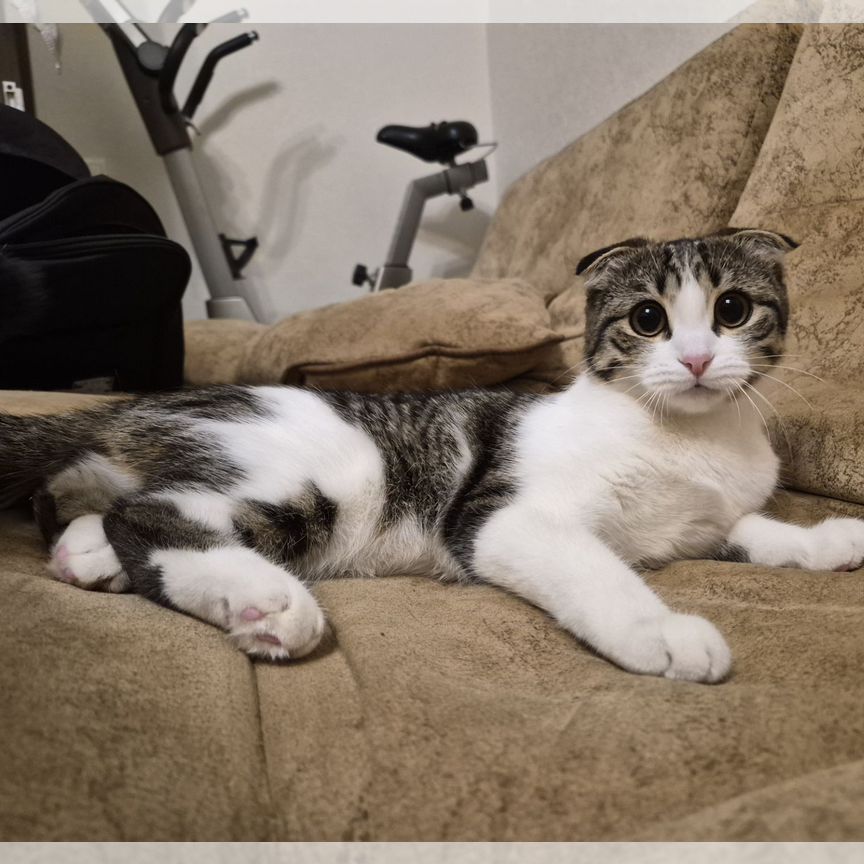 Шотландская вислоухая короткошёрстная, взрослая кошка