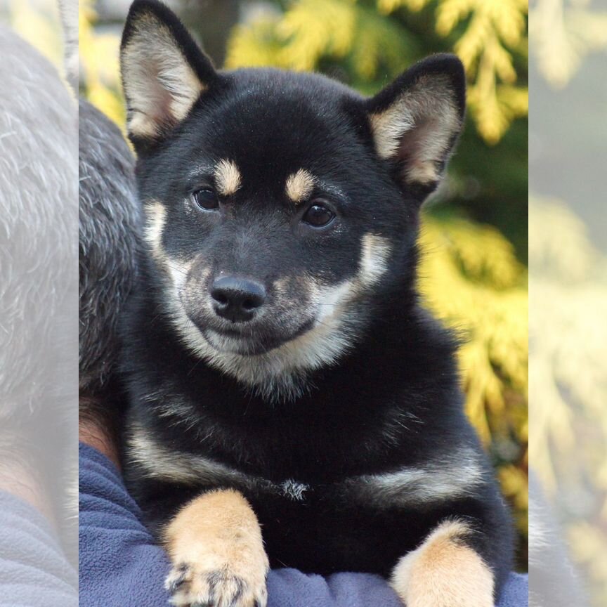 Сиба-ину, щенок