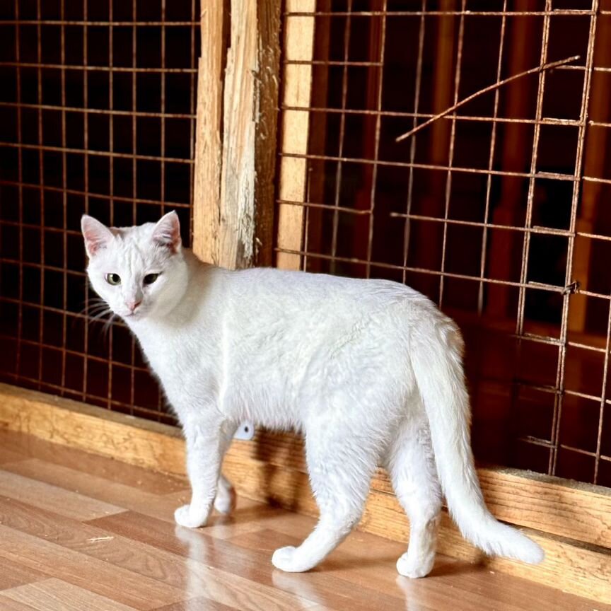 Белоснежный Вэн в поиске дома Лесной приют