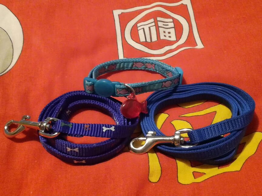 Поводок и ошейник для животных
