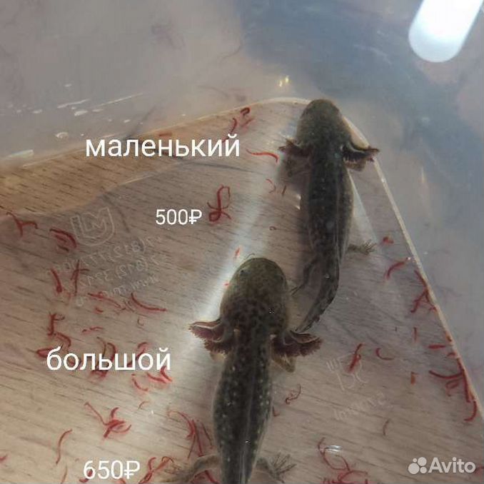 Аксолотль маленький