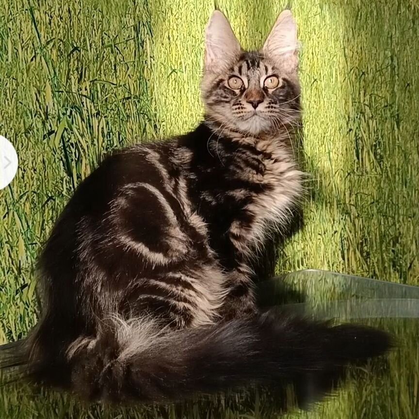 Котенок Мейн-кун девочка