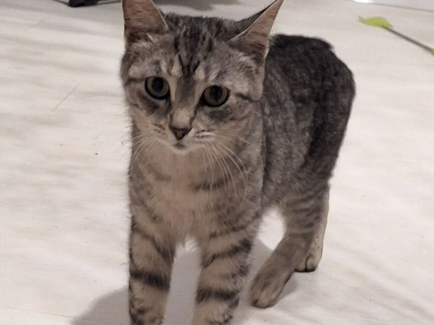 Серенькая кошка с тяжёлой судьбой
