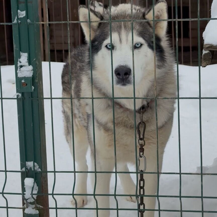 Сибирский хаски, взрослый пёс