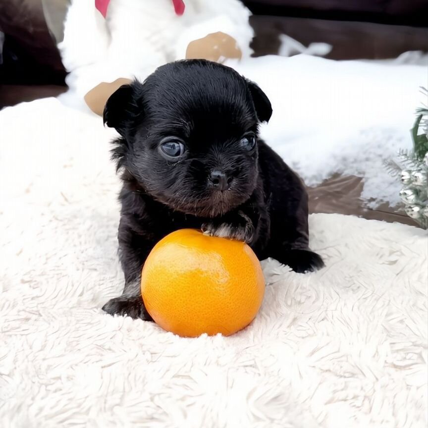 Чихуахуа, щенок