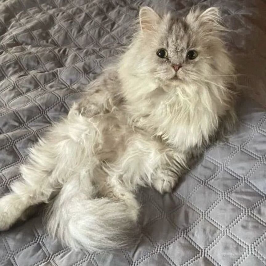 Домовёнок в поиске дома