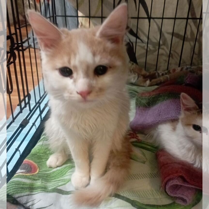 Котёнок в добрые руки