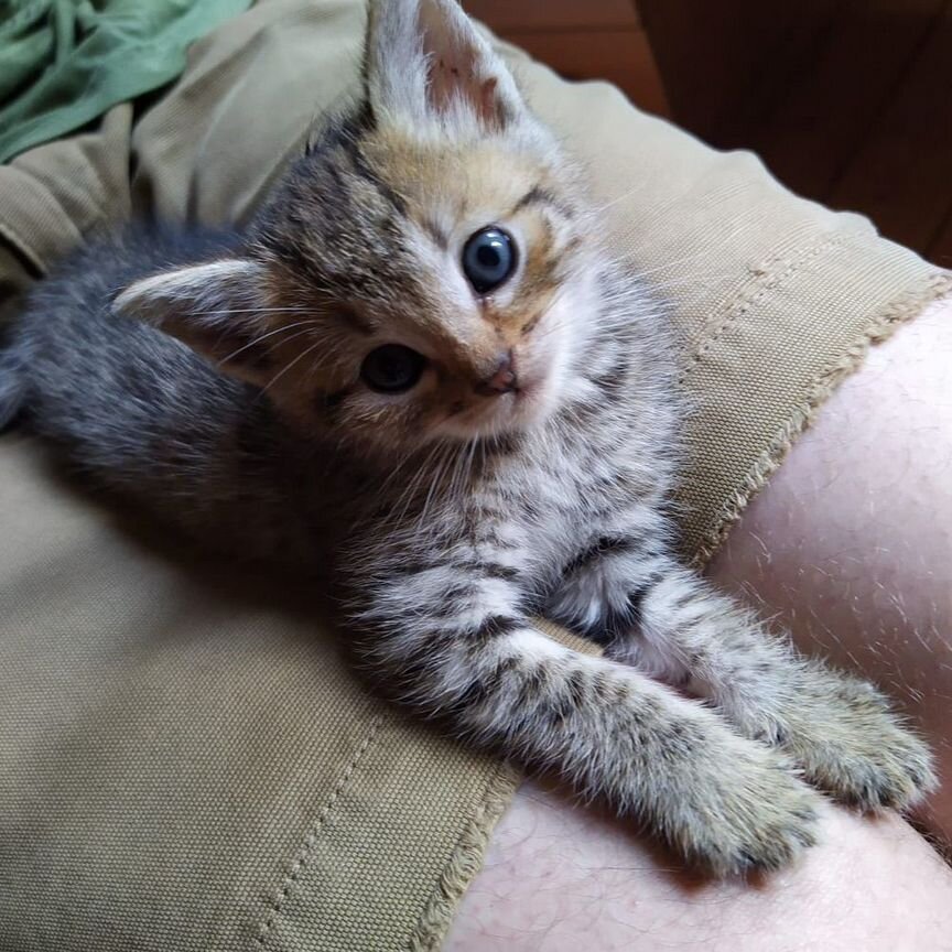 Котенок девочка в добрые руки