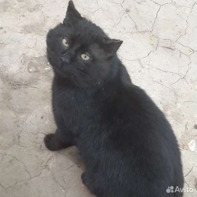 Подарите коту шанс.кот бесплатно