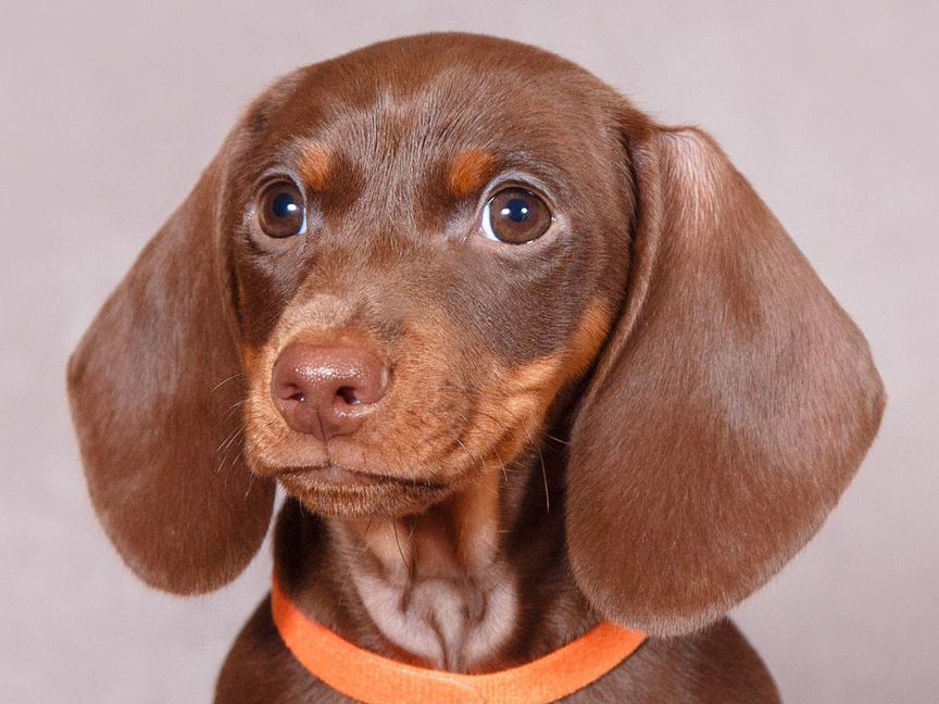 Щенок миниатюрной таксы