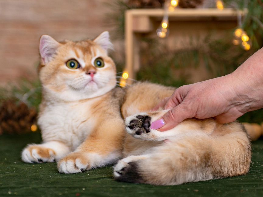Котик, прямой носитель циннамона