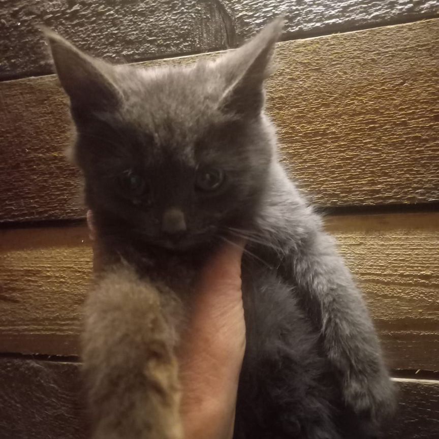 Котенок в добрые руки