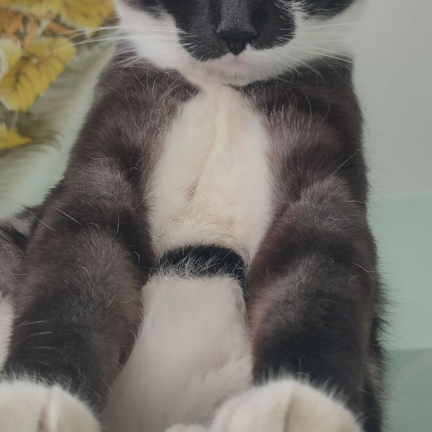 Котик ищет своих мам и пап
