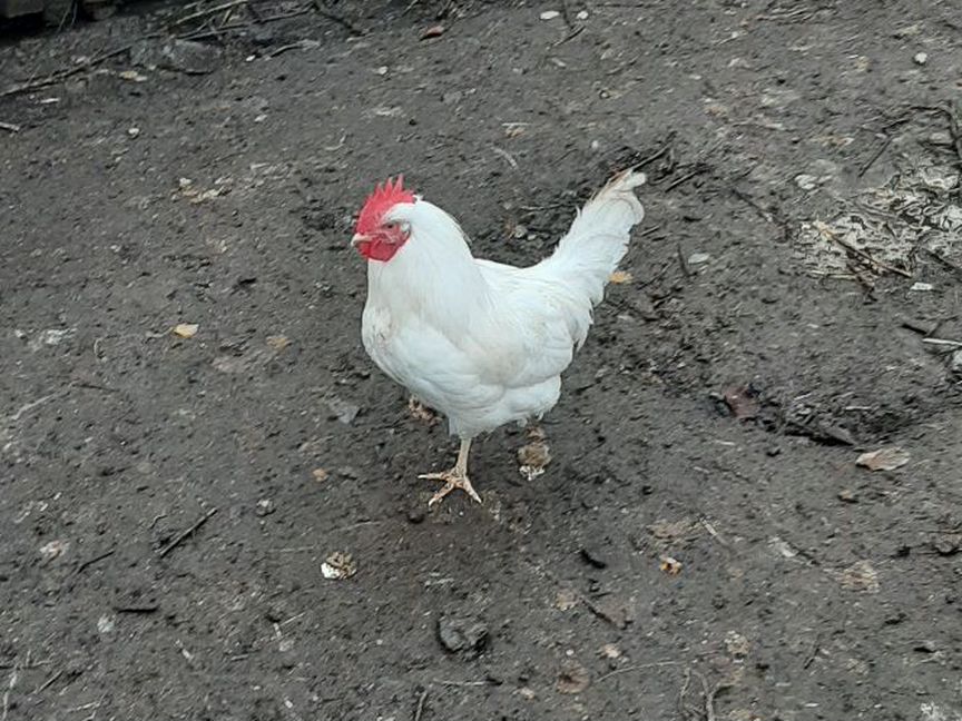 Молодые петухи