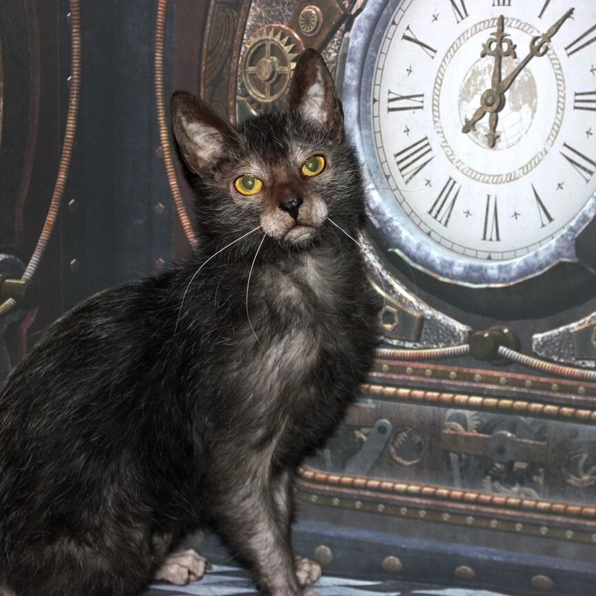 Ликой. Ликои. Кот