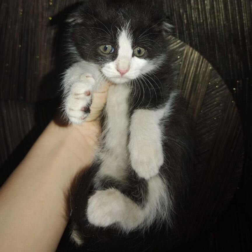 Котенок мальчик