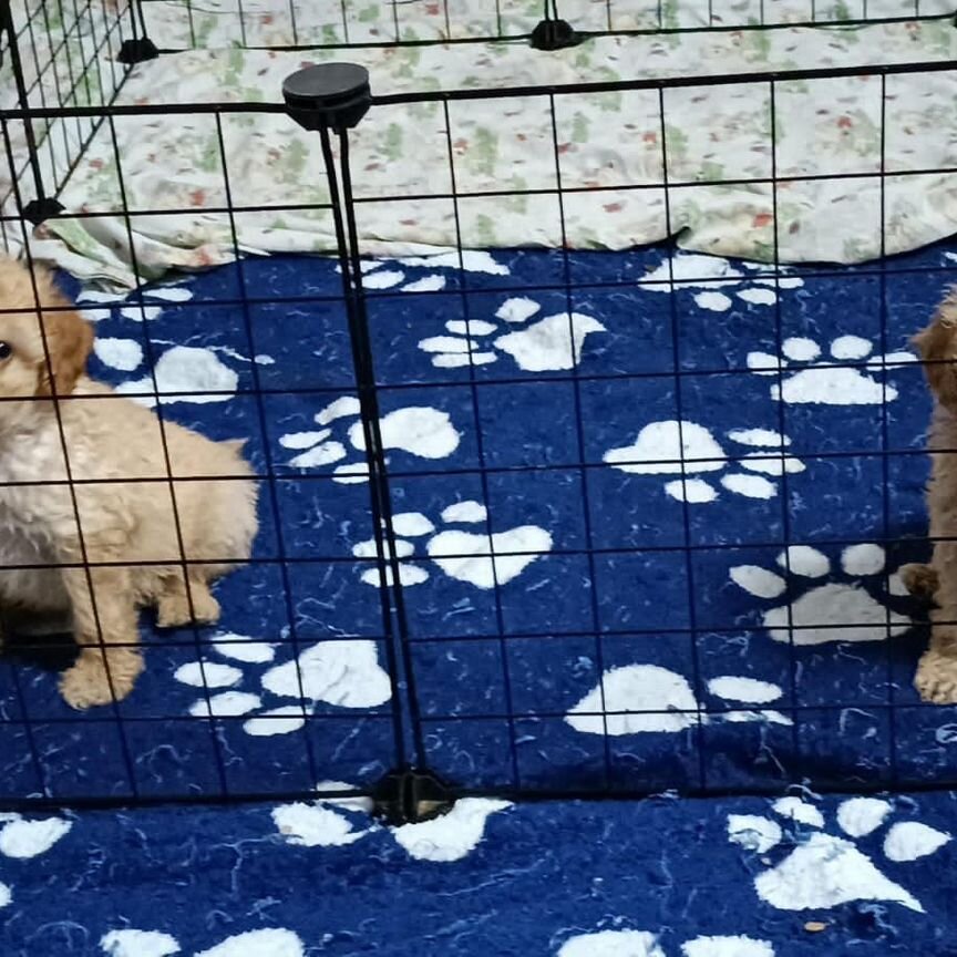 Мальчики пудельки