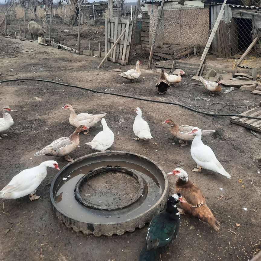 Утки шипуны