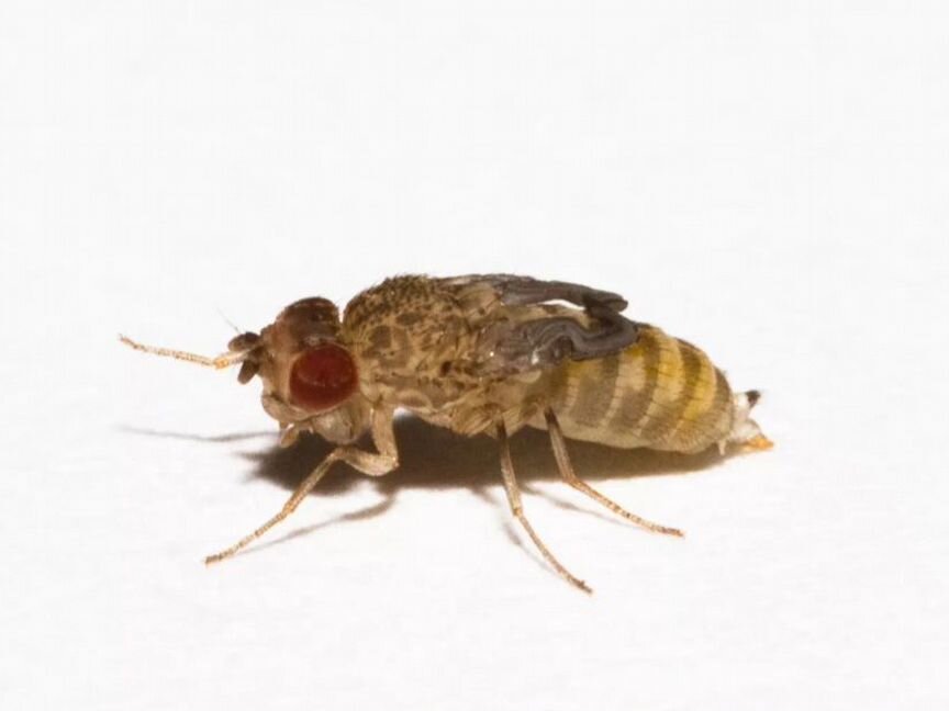 Муха дрозофила не летающая