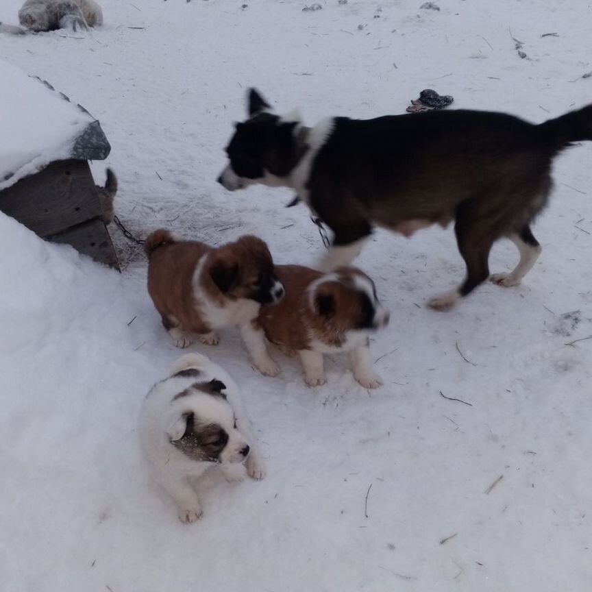 Щенок в добрые руки