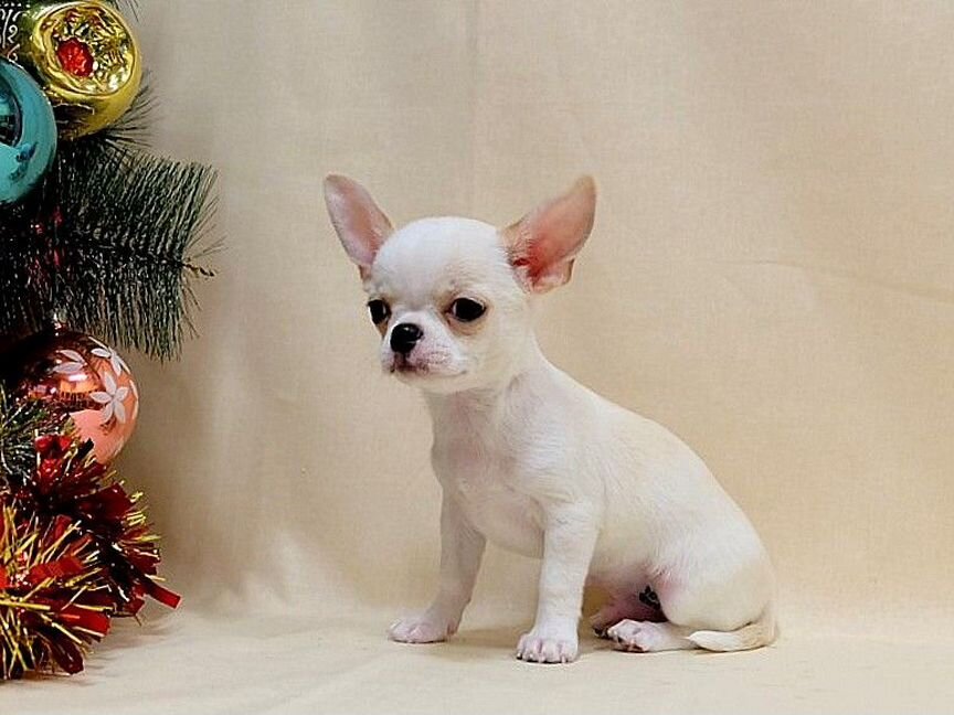 Чихуахуа мальчик крем