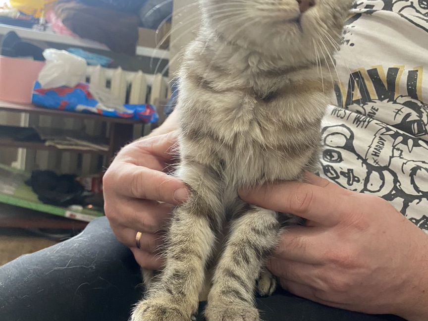 Кошка